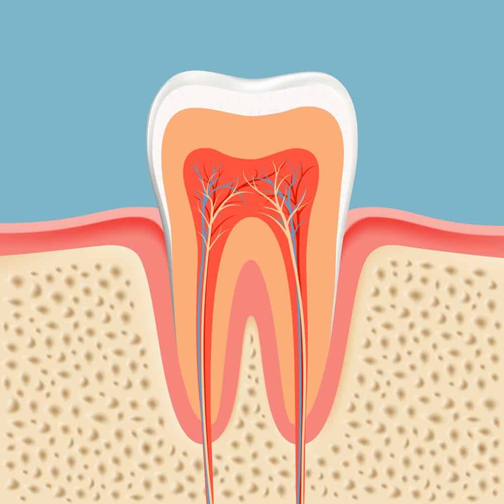 How Important Is Your Tooth Root Grand Prairie TX